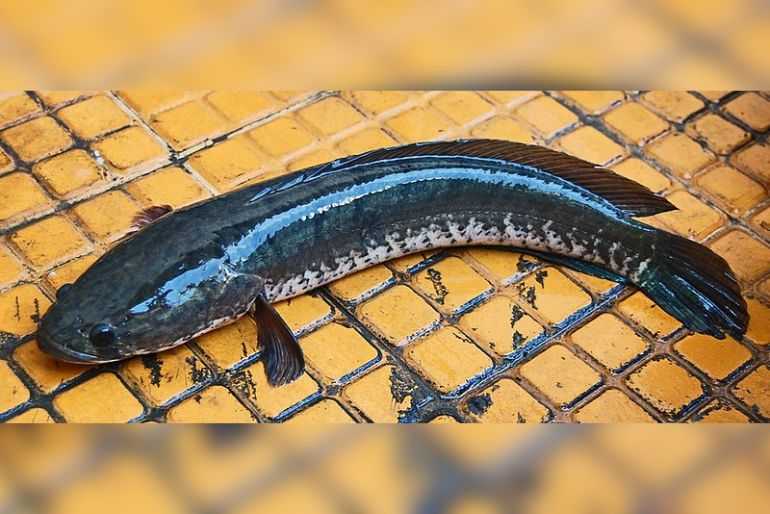 Beragam Manfaat Makan Ikan Gabus